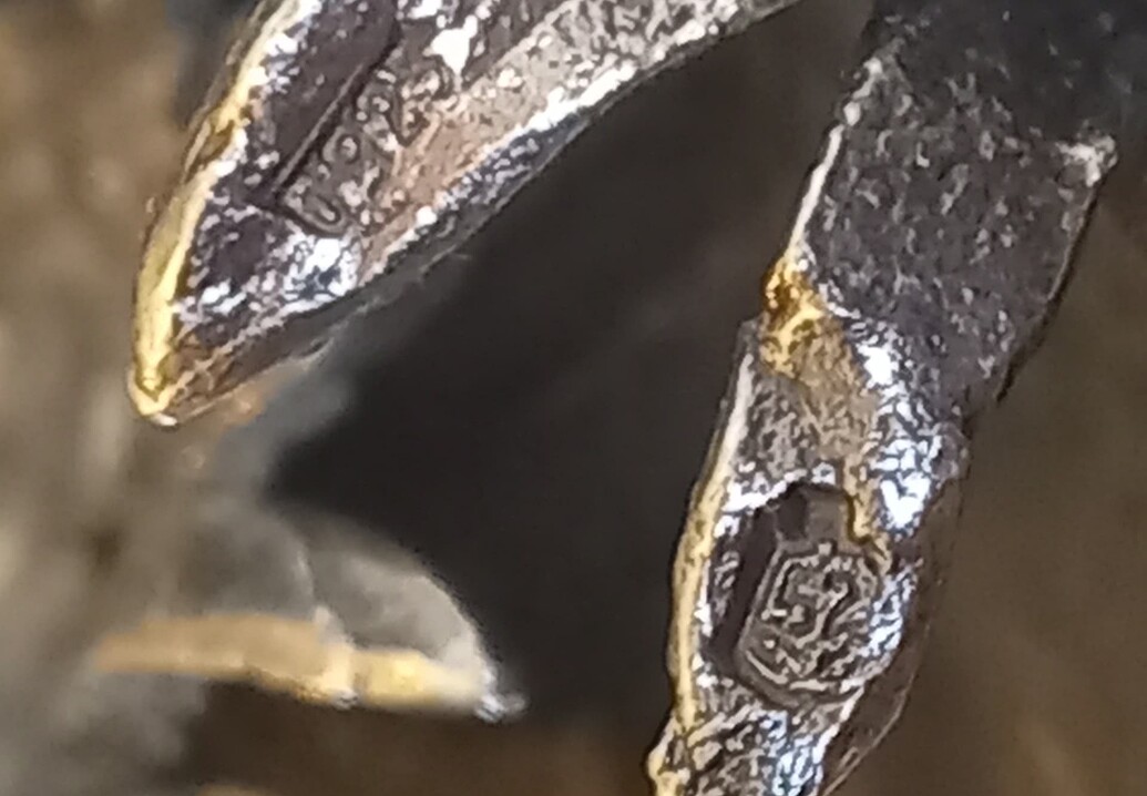 Mexico silversmiths 1955 - 1979 eagle hallmarks - Silver Collector Forums